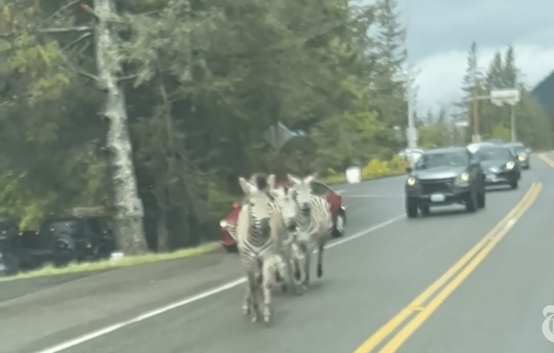 Zebras Escape Trailer, Former Rodeo Clown Helps Capture | Transport ...
